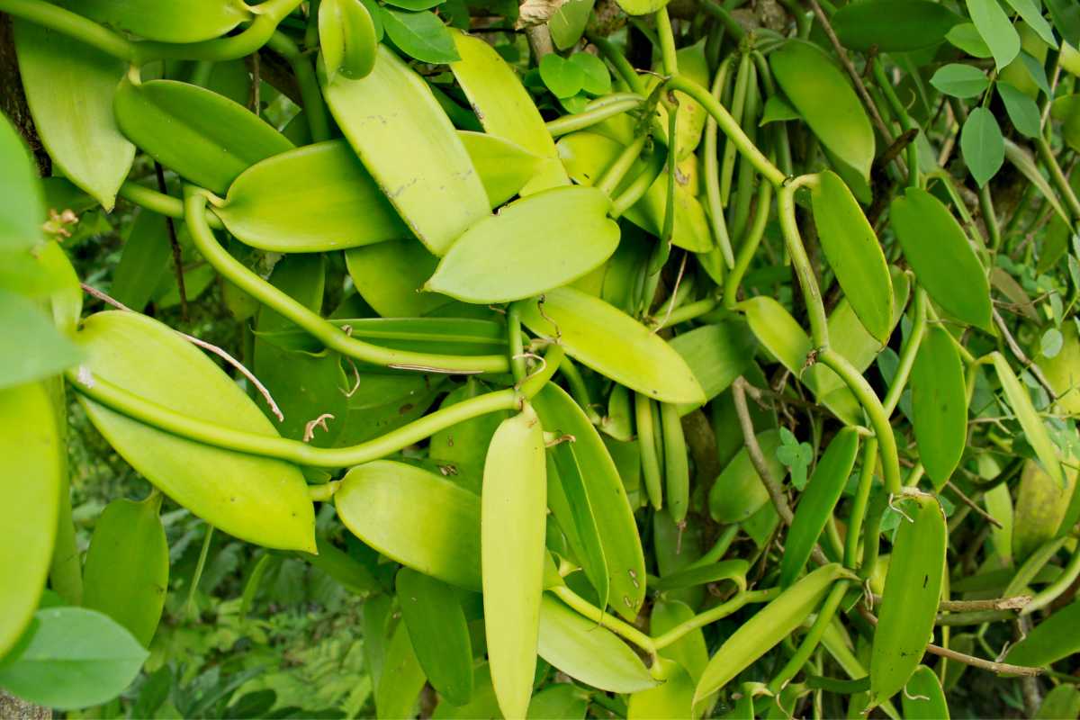 Growing Vanilla Beans at Home: The Best Tips and Tricks In 2023 ...
