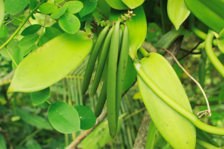 Where Does Vanilla Extract Come From? Unveiling the Truth: Natural vs ...