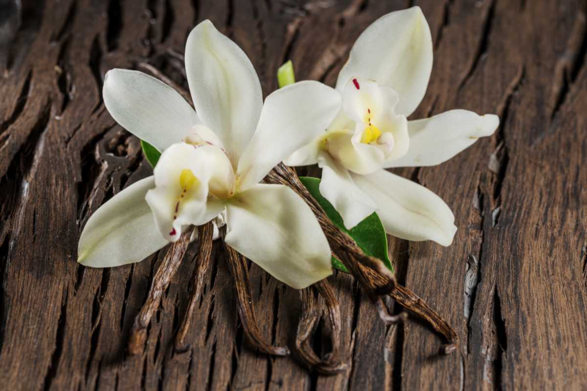 Vegan Vanilla Beans: Facts About Vanilla Extract - Gourmet Vanilla ...